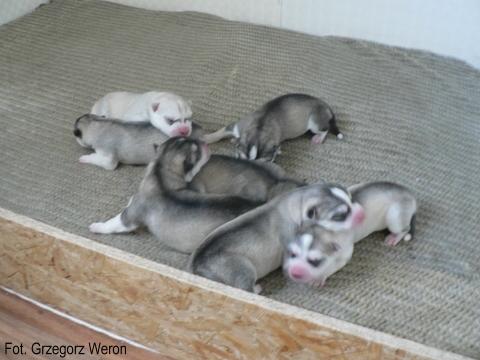 Husky Zu Verkaufen