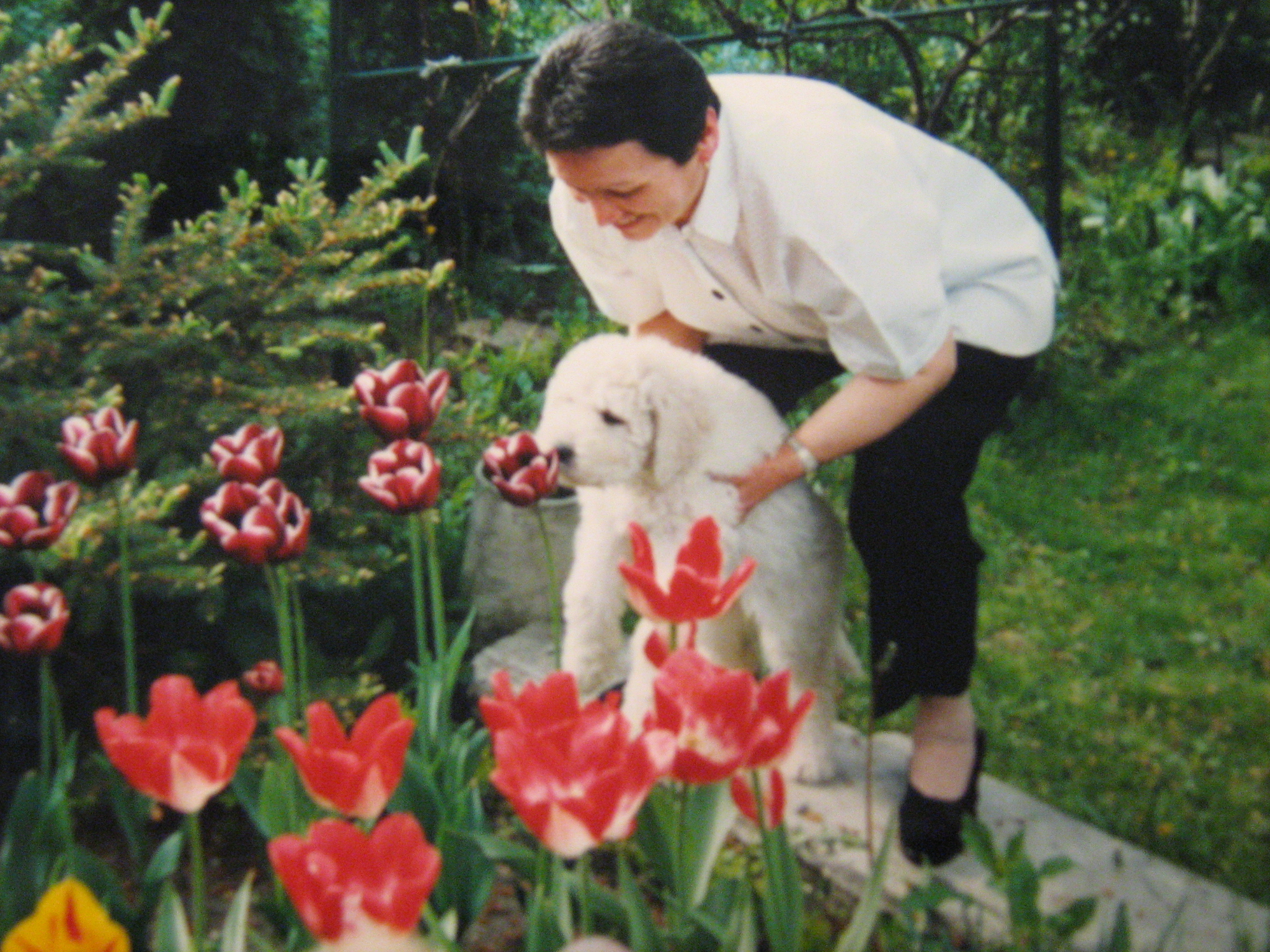 komondor welf FEH HUNYOR kennek in budapest | Tiere | Kleinanzeigen