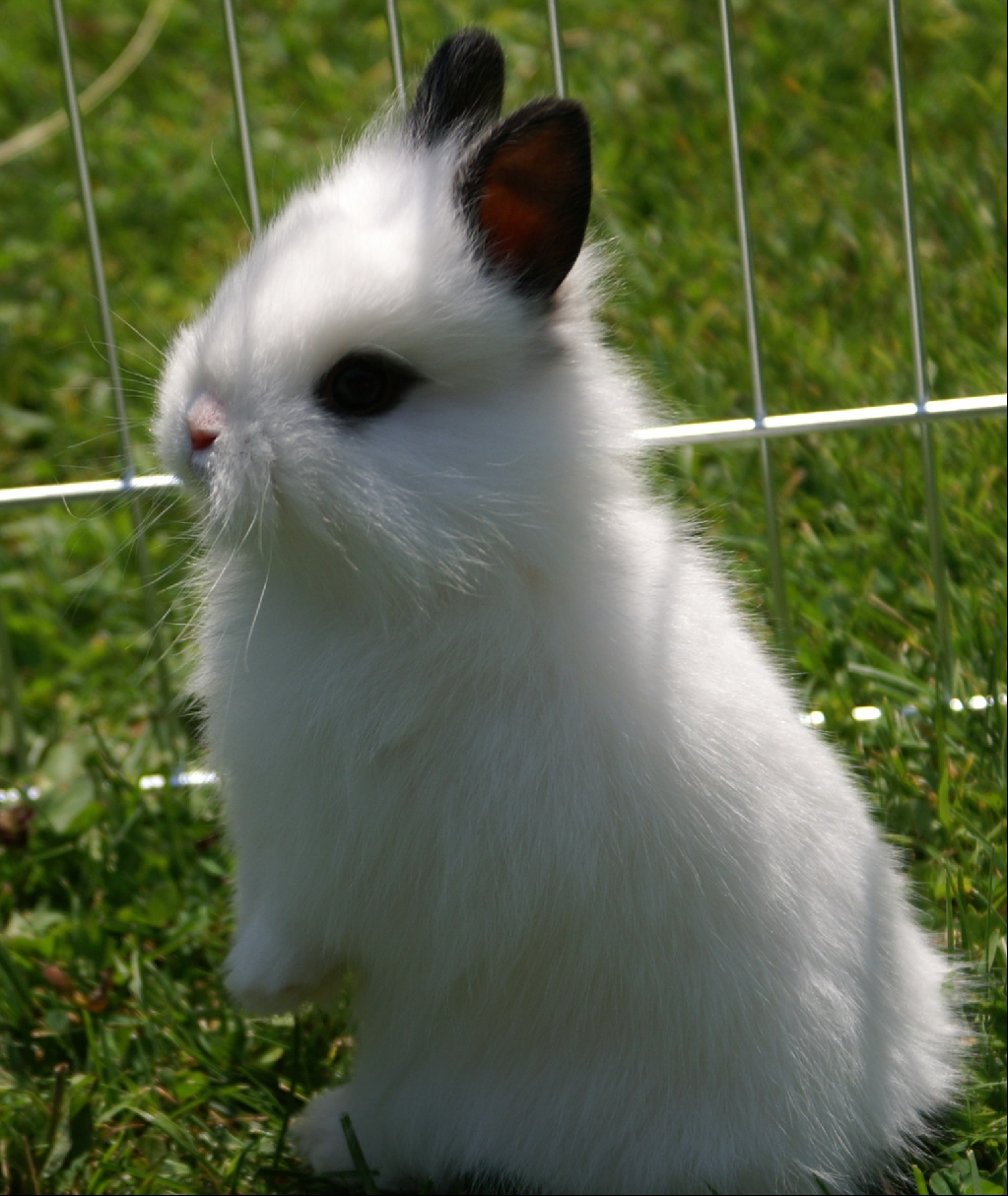Hasenbabys Hasenbabies Zwerghasen in Radstadt | Tiere | Kleinanzeigen