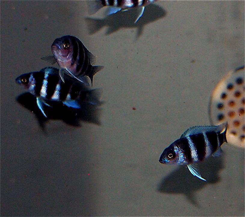 Frontosa Blue Zaire Kitumba F1 in Belm | Tiere | Kleinanzeigen