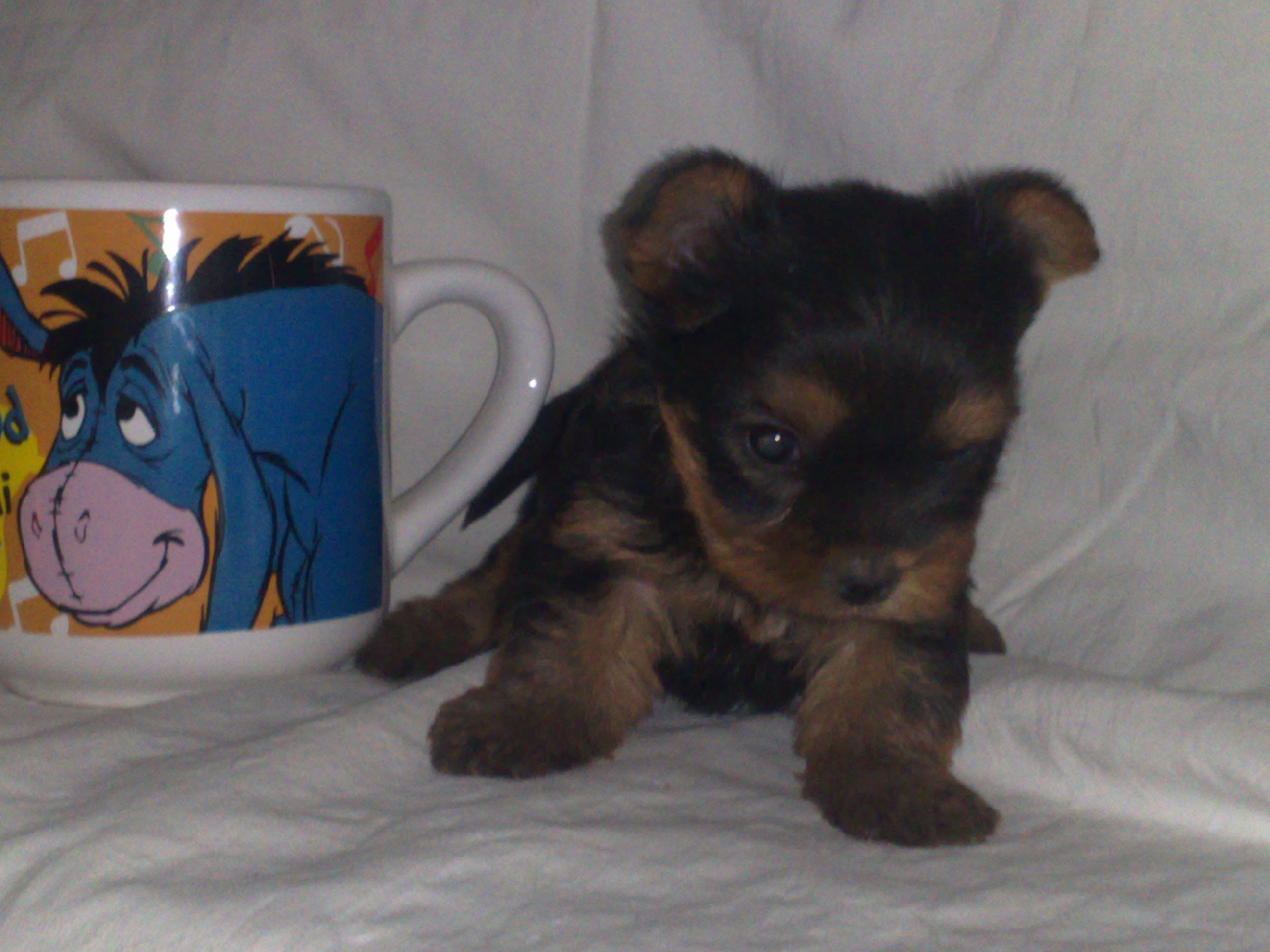 Wunderschöne Yorshire Terrier Welpen Yorkies in Erlangen | Tiere ...