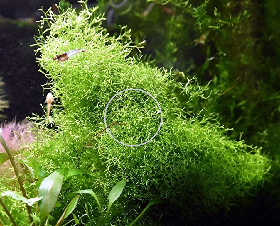 Sternlebermoos Aquarienpflanzen Versand Abholung in Mechernich | Tiere ...