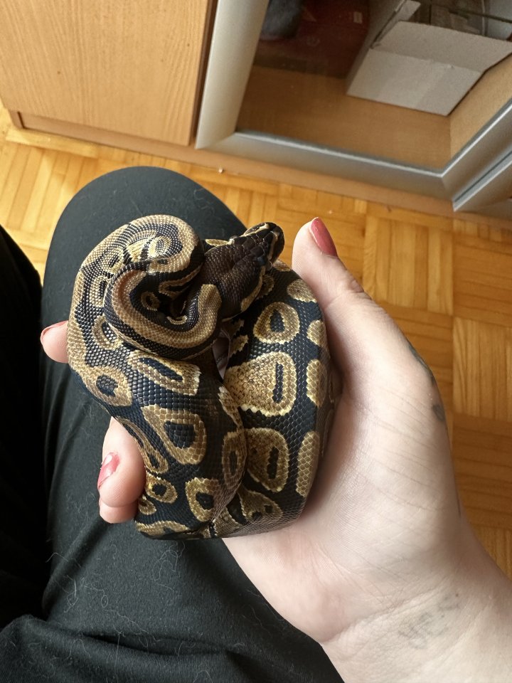 Male Königspython Classic FZ 22 Python regius in Pfullendorf, Baden | Tiere | Kleinanzeigen