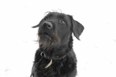 Labrador Schnauzer Mix in Schwerin | Tiere | Kleinanzeigen