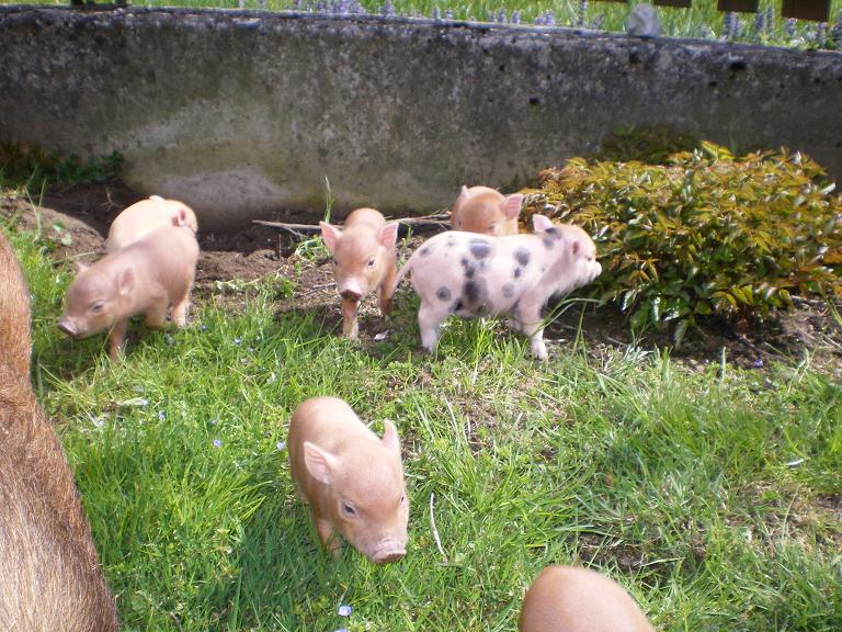 Minischweinchen Microschweinchen Minipig sehr klein bleibend in ...