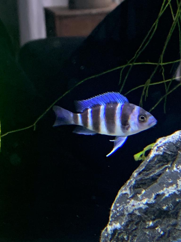 Frontosa Blue Zaire Kitumba F1 in Belm | Tiere | Kleinanzeigen