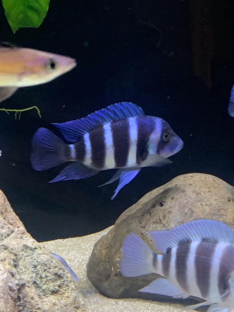 Frontosa Blue Zaire Kitumba F1 in Belm | Tiere | Kleinanzeigen