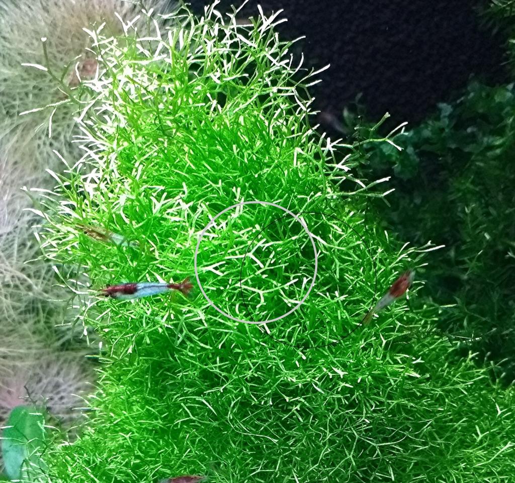 Sternlebermoos Aquarienpflanzen Versand Abholung in Mechernich | Tiere ...