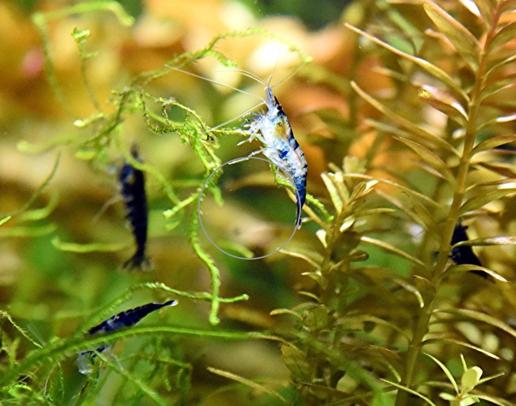 Carbon Rili Blue Zwerggarnele reinerbig Versand Abholung in Mechernich ...