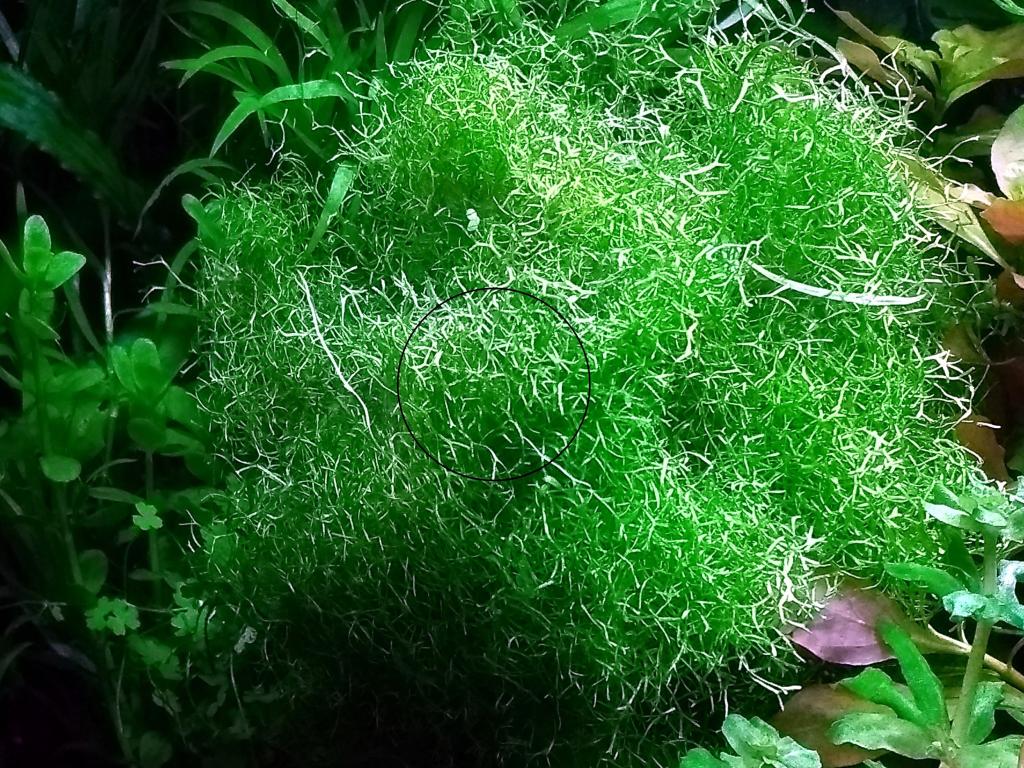 Sternlebermoos Aquarienpflanzen Versand Abholung in Mechernich | Tiere ...