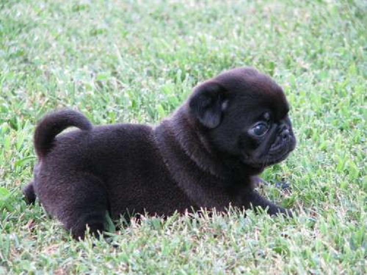 wunderschöne Liebevoller Reinrassige Wunderschöne Mini Mops Welpen ...