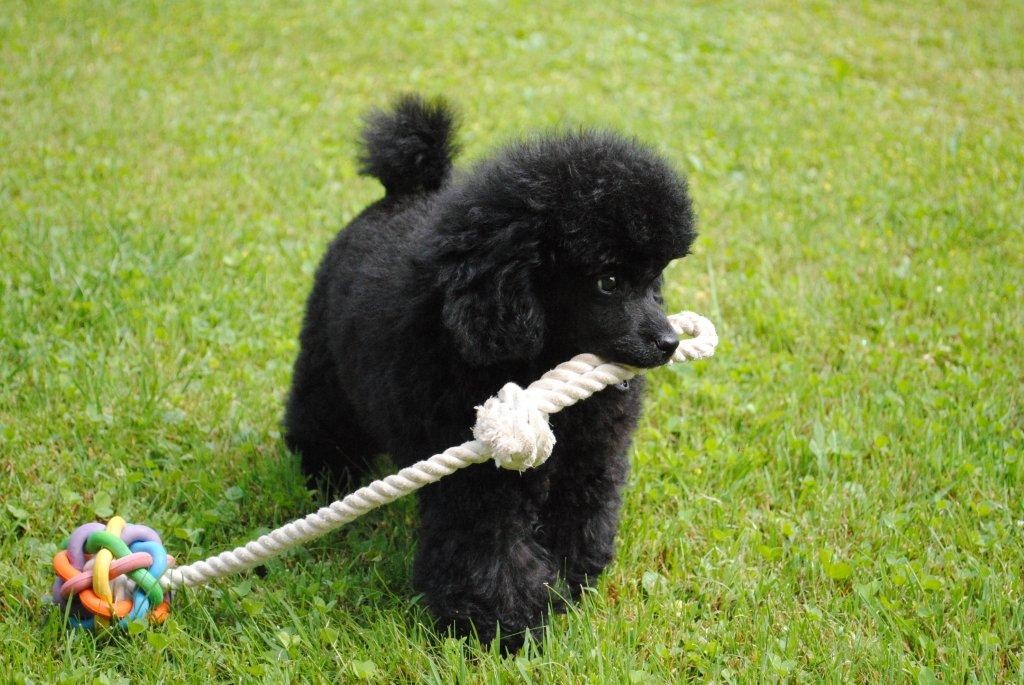 Toypudel Harlekin in Warendorf | Tiere | Kleinanzeigen