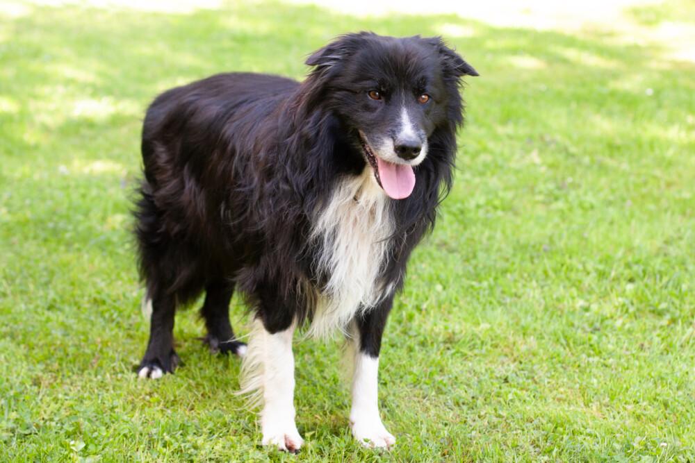 ALAIN DELON Border Collie Jahre Tierhilfe Franken in Lauf an der ...