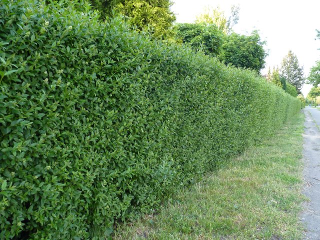 Ligusterhecke Liguster 50 80cm groß Freilandware in Ellerhoop ...